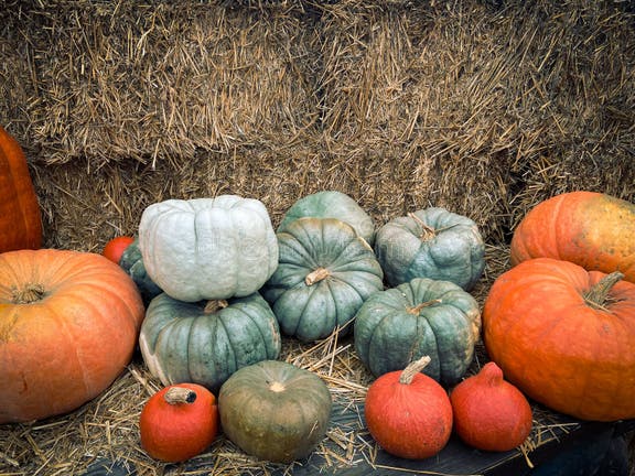 Assorted Pumpkins , Squash and Gourds Fall Display Stock Photo - Image ...