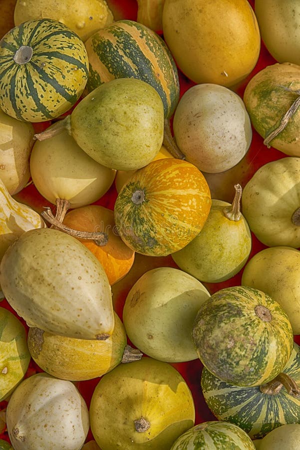 Assorted pumpkins stock photo. Image of seasonal, stem - 45040678
