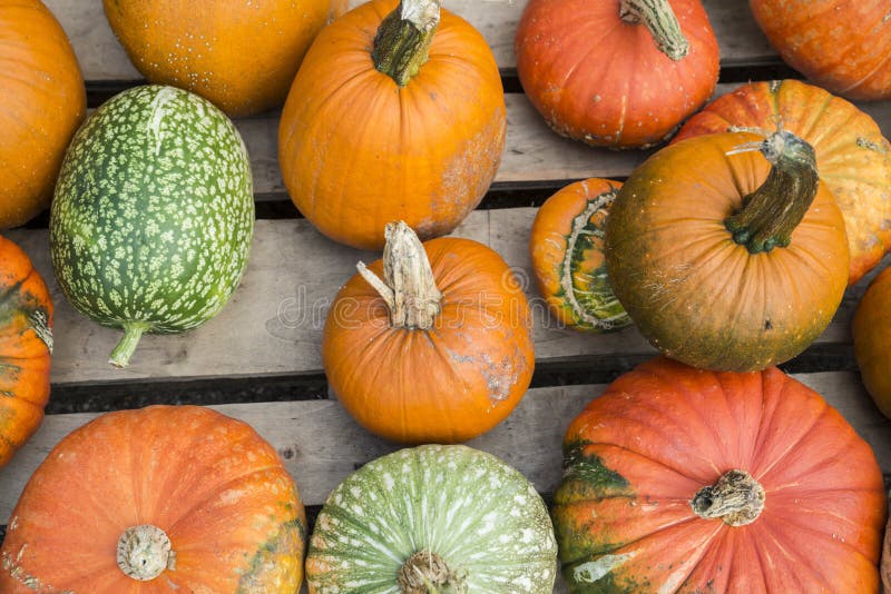 Assorted pumpkins stock image. Image of season, kabocha - 45040923