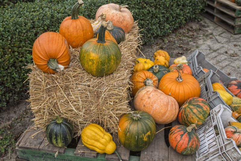 Assorted pumpkins stock image. Image of harvest, space - 45040961