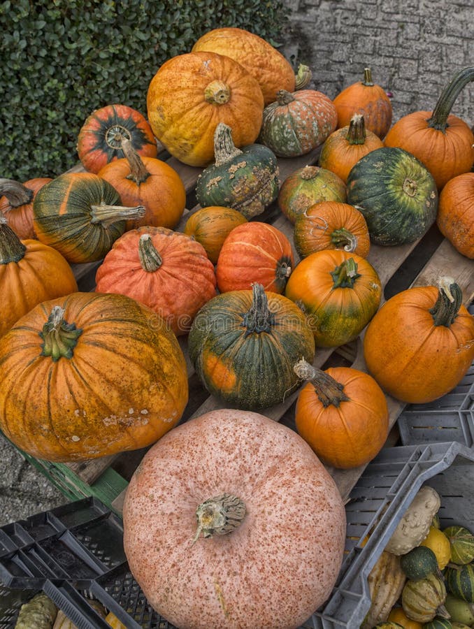 Assorted pumpkins stock photo. Image of acorn, delicious - 45040982
