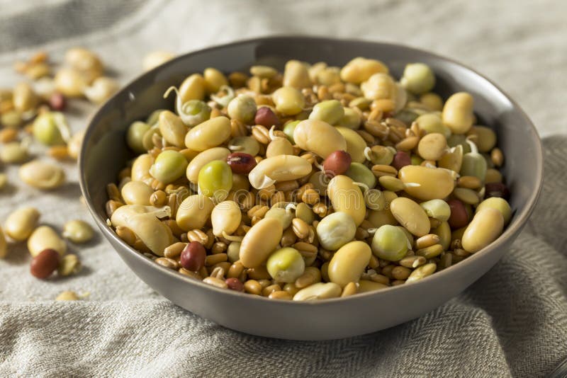 Assorted Raw Sprouted Beans Legumes Stock Image - Image of organic ...
