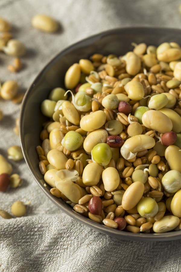 Assorted Raw Sprouted Beans Legumes Stock Image - Image of fresh ...
