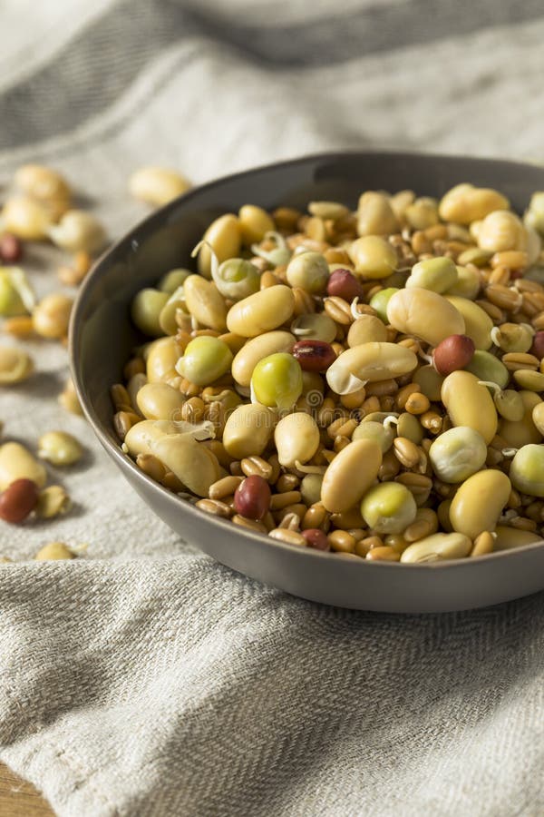 Assorted Raw Sprouted Beans Legumes Stock Photo - Image of mung ...