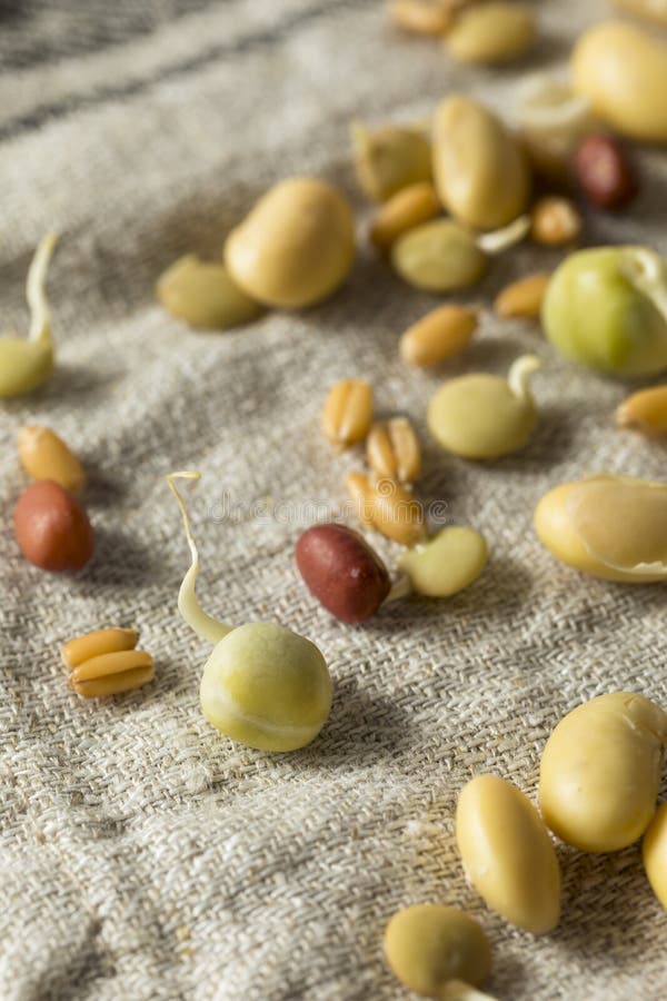 Assorted Raw Sprouted Beans Legumes Stock Image - Image of organic ...