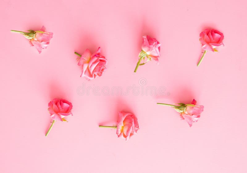 Assorted Rose Heads. Various Soft Roses and Leaves Scattered on Pink ...