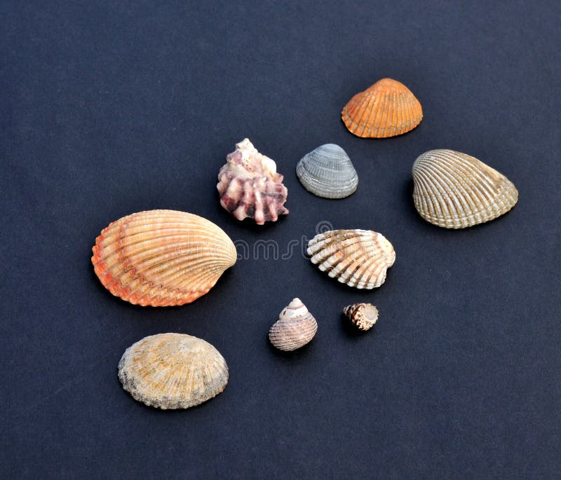 Assorted sea shells stock image. Image of collection - 16757487