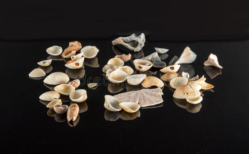 Assorted Sea Shells on a Black Reflective Background Stock Image ...