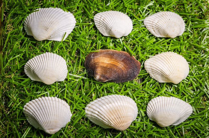 Assorted Sea Shells on a Field of Grass Stock Photo - Image of animal ...
