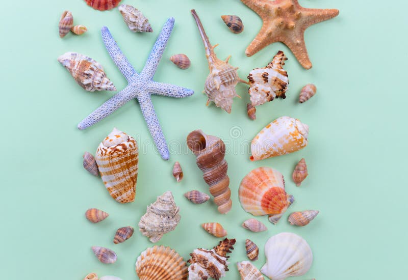 Assorted Seashells on Green Background Stock Photo - Image of surface ...