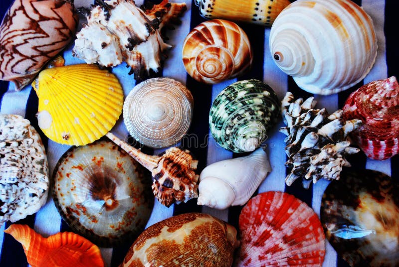 Assorted seashells stock image. Image of shells, assorted - 14191197