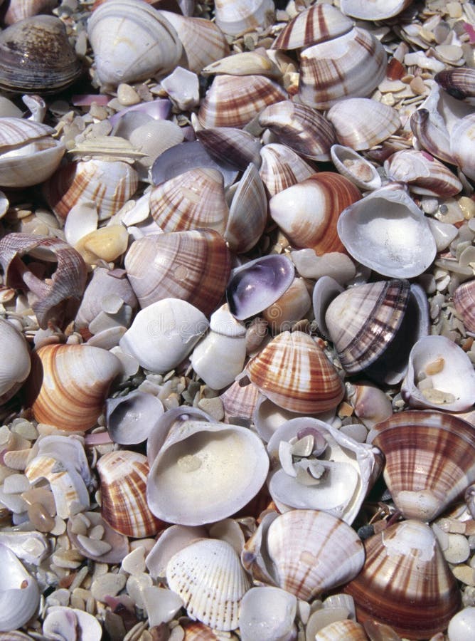 Assorted seashells stock photo. Image of shell, happy - 34501176