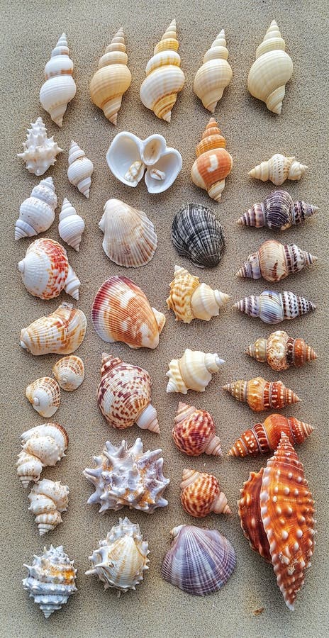 Assorted Seashells in Varied Patterns and Colors Arranged on Beige ...