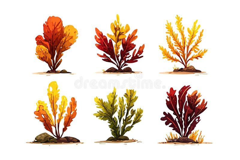 Assorted Seaweeds Drying Under the Sun Natural Isolated Stock Vector ...