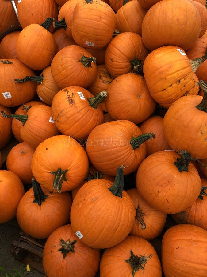 Assorted Shapes and Sizes of Orange Pumpkins Editorial Image - Image of ...