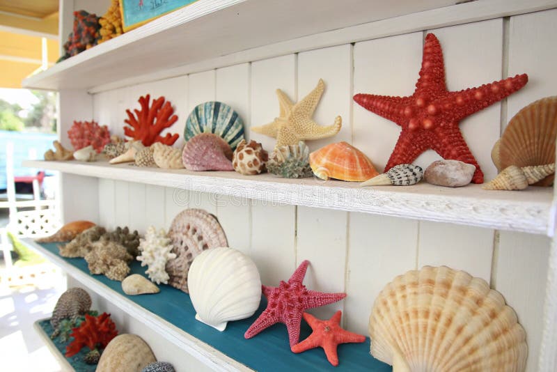 Assorted Shells and Sea Creatures on Shelf Stock Illustration ...