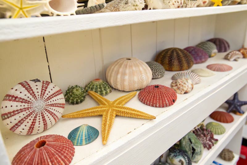 Assorted Shells and Sea Creatures on Shelf Stock Illustration ...