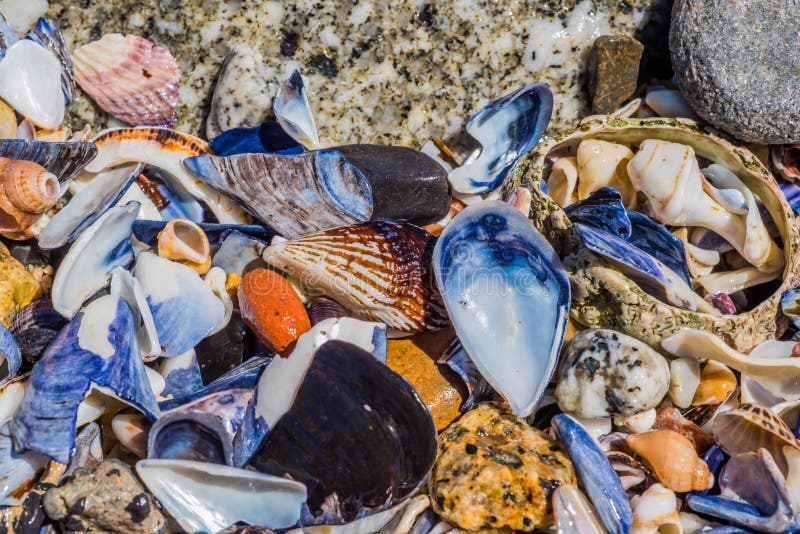 Assorted Shells stock image. Image of colours, assorted - 46761769