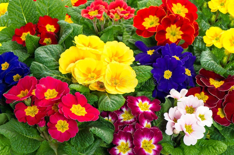 Assorted Spring Primulas. Colorful Flower Blossoms Stock Image - Image ...