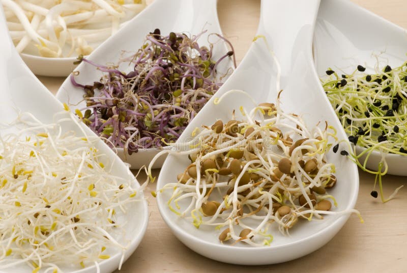 Assorted sprouts. stock image. Image of soybean, focus - 11679473