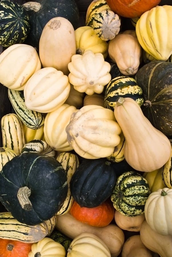 Assorted squash stock image. Image of food, celebration - 6621655