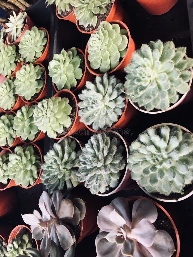 Assorted Succelent stock photo. Image of succelent, giveaways - 174367806