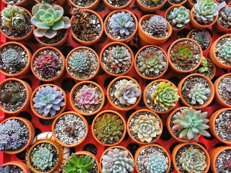 Succulent Assorted Lula Kebab. Generate Ai Stock Image - Image of ...