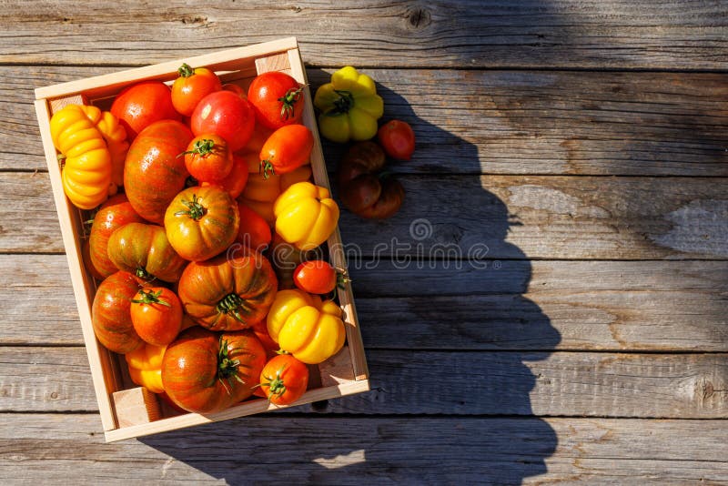 Assorted Tomatoes in Rustic Crate Stock Image - Image of ripe, natural ...