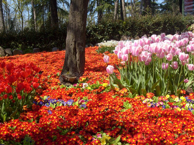 Assorted tulips stock photo. Image of colors, vivid, assorted - 45106968