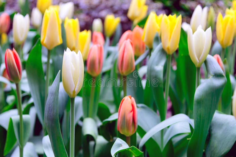 Assorted Tulips stock photo. Image of bloom, green, macro - 40580270