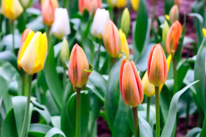 Assorted Tulips stock photo. Image of pretty, natural - 40580316