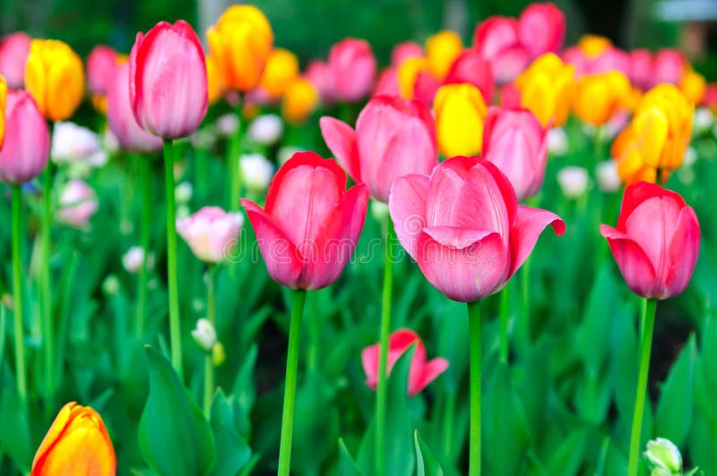 Assorted Tulips stock image. Image of bouquet, tulip - 63652645