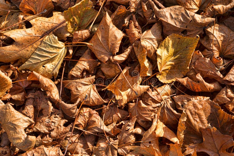 Assorted Varieties of Dried Fall Leaves Stock Photo - Image of foliage ...