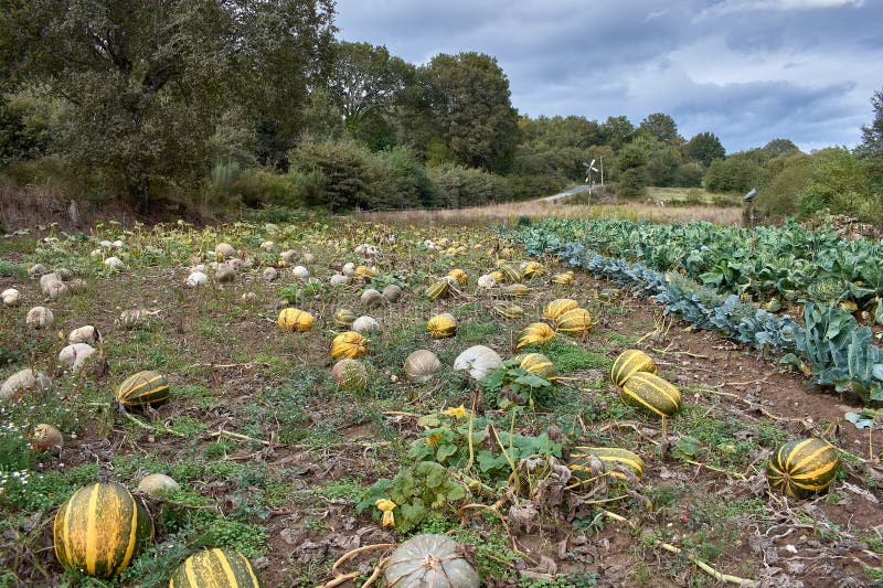 Several Different Kinds of Watermelons in an Area Where Trees and ...