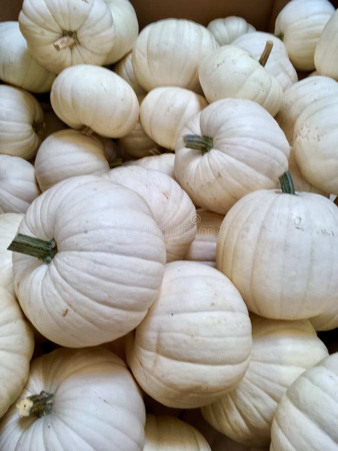 Assorted White Pumpkins stock photo. Image of holidays - 127078498