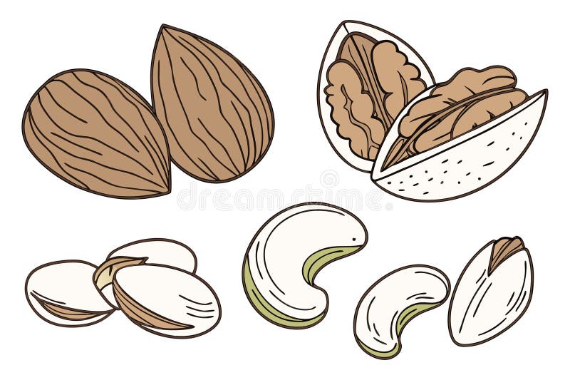 Assorted Whole Nuts Collection Stock Illustrations – 57 Assorted Whole ...