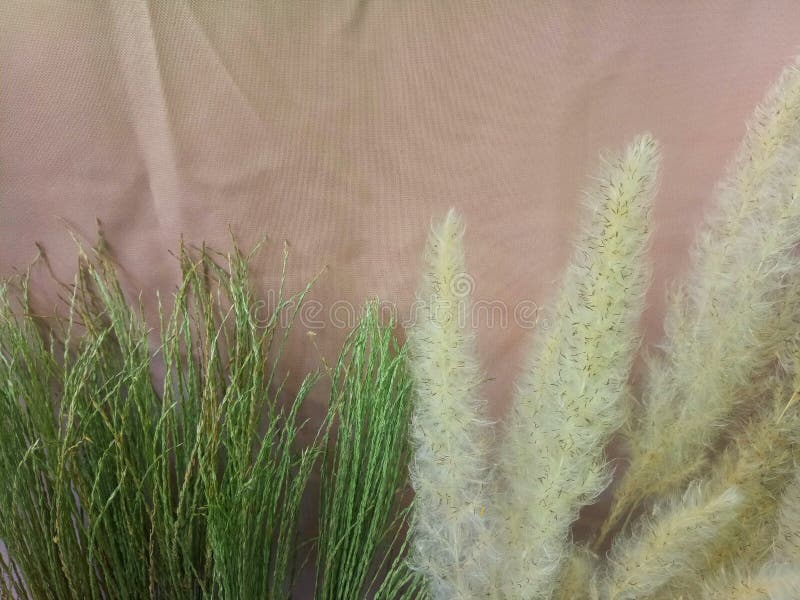 Assorted Wild Grass Flowers on a Pink Background. Weed Flower Wallpaper ...