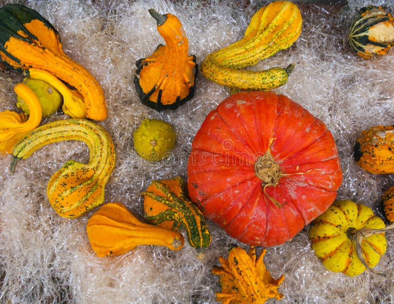 Assorted Winter Squashes Aka Pumpkins Stock Image - Image of pumpkins ...