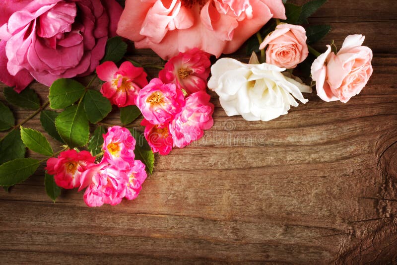 Assortment of Beautiful Roses Stock Image - Image of country, wooden ...