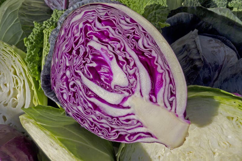 Assortment of cabbage stock image. Image of isolated - 47355563