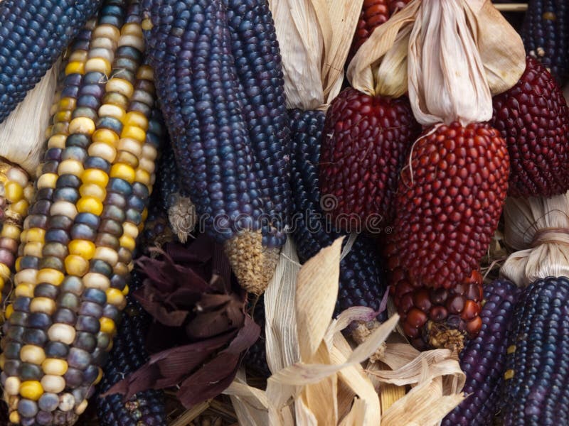 Assortment of Colorful Autumn Corn Stock Photo - Image of healthy, blue ...