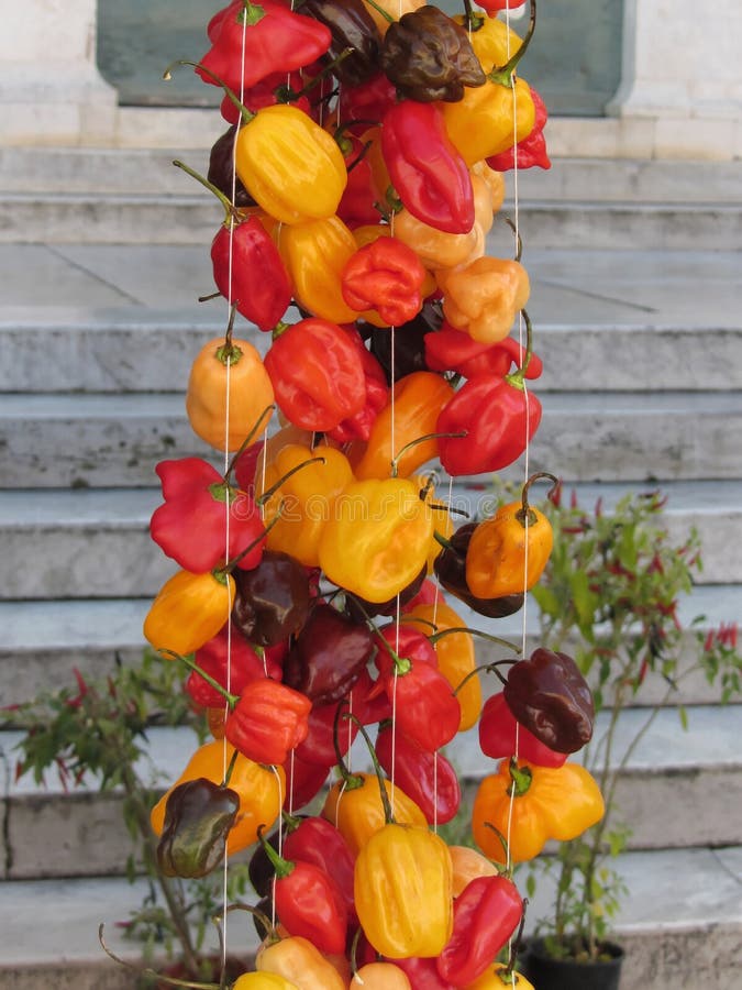 Assortment of Colorful Chilli Peppers Hanging Outdoor Stock Image ...
