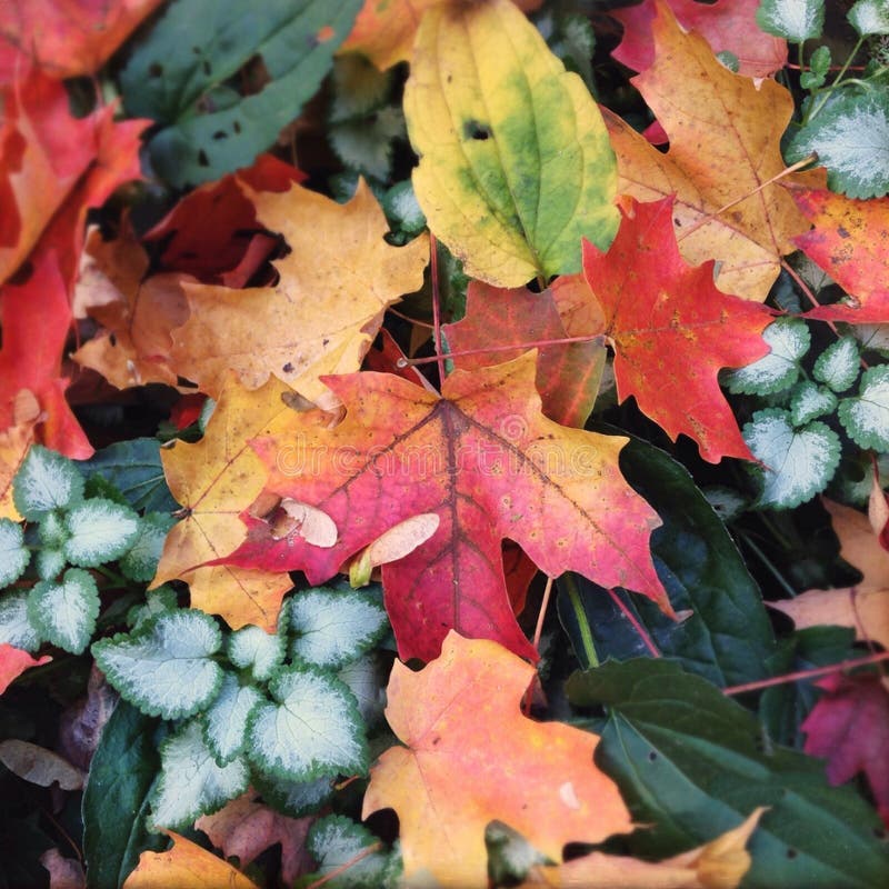 Assorted Colorful Fall Leaves and Maple Seeds. Stock Photo - Image of ...
