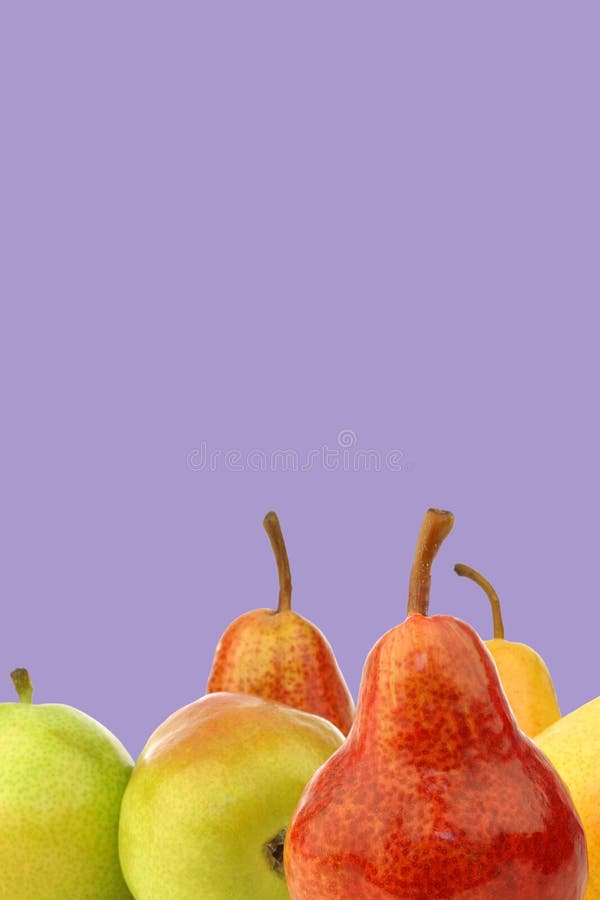 Purple Pears in an Orchard stock image. Image of agriculture - 21241863