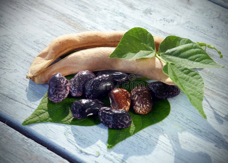 Assortment of Different Types of Beans ,pods and Green Leaves,on Wood ... Assortment of Different Types of Beans ,pods and Green Leaves,on Wood ...