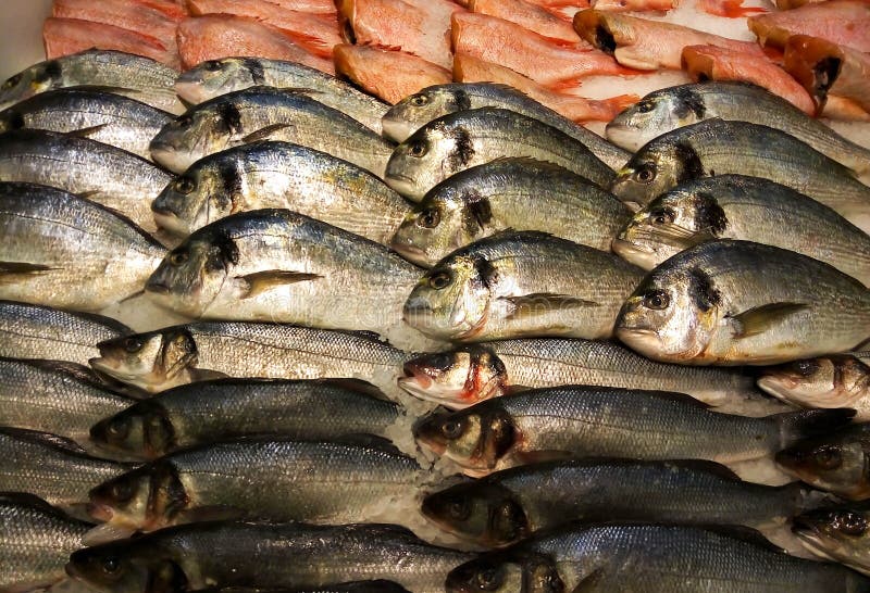 Assortment of Fresh Fish on the Counter in the Fish Store Stock Photo ...