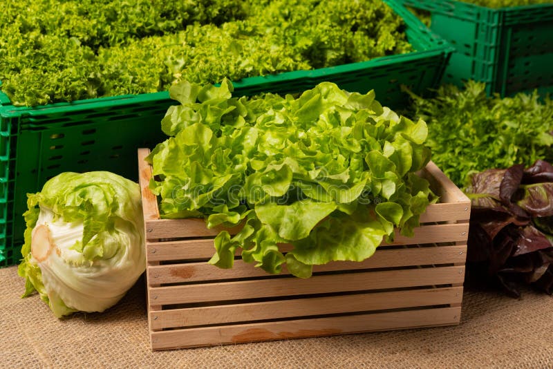 Assortment of Lettuce of Different Varieties, Lie in Boxes and on the ...