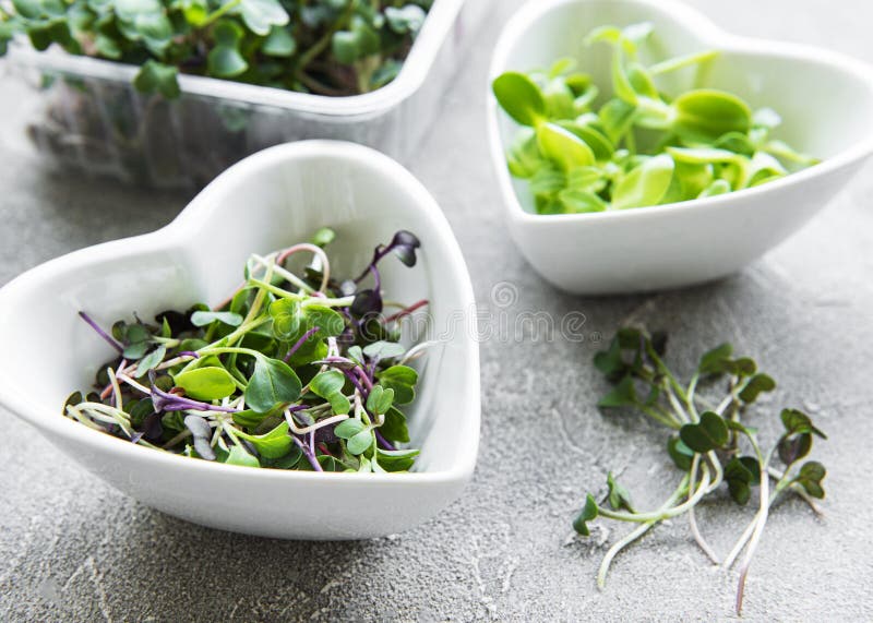 Assortment of micro greens stock image. Image of growth - 201621237