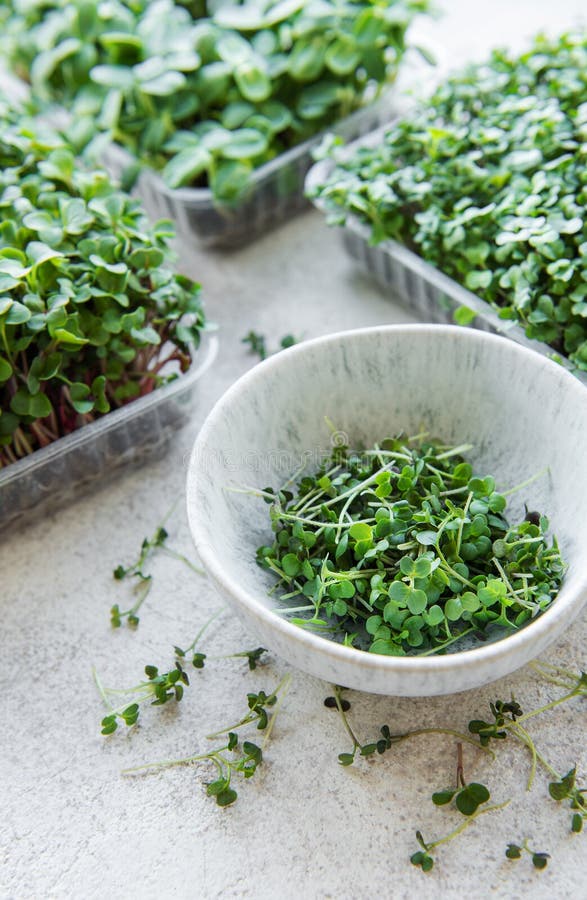 Assortment of Micro Greens on Table Stock Image - Image of fresh ...