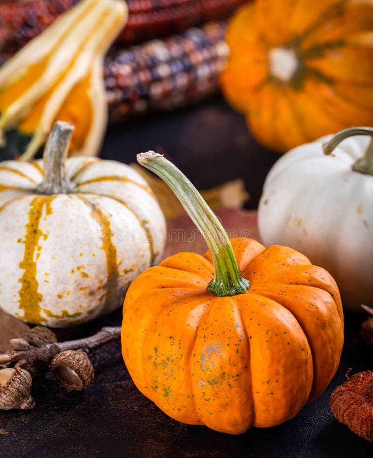 Assortment of Mini Pumpkins, Squash and Corn Stock Photo - Image of ...